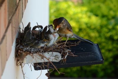 Expert Bird Removal Service for Safe, Pest-Free Environments